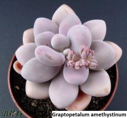 Graptopetalum amethystinum - 20 semenki