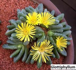 Glottiphyllum mix - 20 semenki