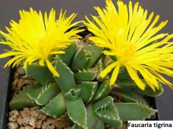 Faucaria tigrina - 20 semenki