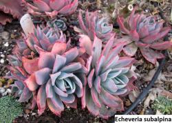 Echeveria subalpina - 20 semenki