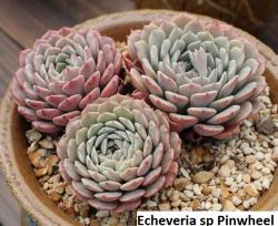 Echeveria sp Pinwheel - 20 semenki