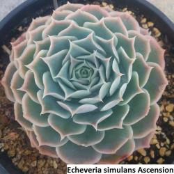 Echeveria simulans Ascension - 20 semenki