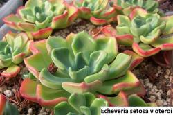 Echeveria setosa v oteroi - 20 semenki