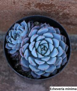 Echeveria minima - 20 semenki