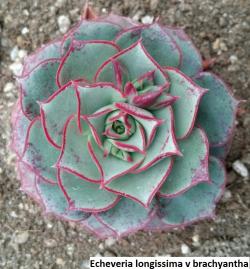 Echeveria longissima v brachyantha - 20 semenki