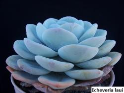 Echeveria laui - 20 semenki