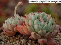 Echeveria cuspidata v zaragozae - 20 semenki