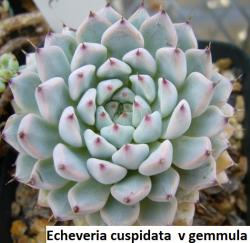 Echeveria cuspidata v gemmula - 20 semenki