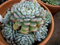 Echeveria amoena - 20 semenki