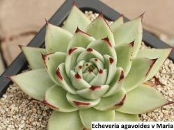 Echeveria agavoides v Maria - 20 semenki