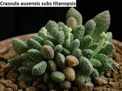 Crassula ausensis ssp titanopsis - 20 semenki