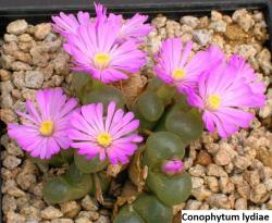 Conophytum lydiae - 20 semenki