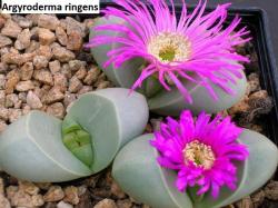 Argyroderma ringens - 20 semenki