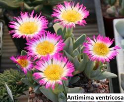 Antimima ventricosa - 20 semenki