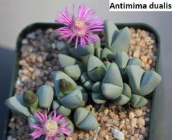 Antimima dualis - 20 semenki