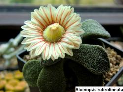 Aloinopsis rubrolineata - 20 semenki