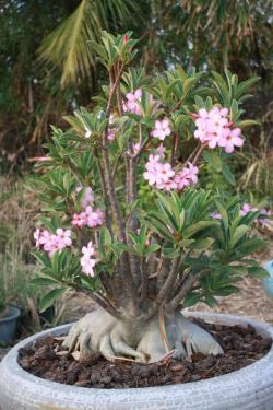 Adenium arabicum /PNW/ - 5 semenki