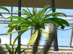 Pachypodium geayi - 5 semenki