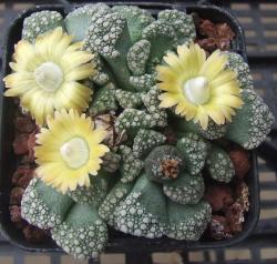 Titanopsis calcarea - 20 semenki