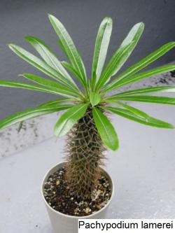 Pachypodium lamerei - 5 semenki