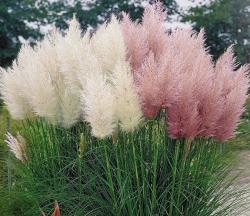 Pampas trava - roze i bela