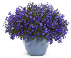 Lobelia erinus (seme)