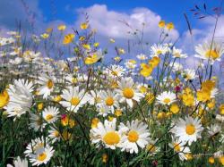 Margareta (Ivancica ) - Chrysanthemum leucanthemum (seme)