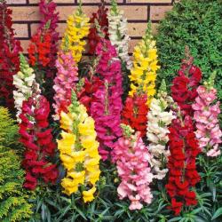 Antirrhinum majus - Zevalica (seme)