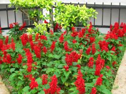 Salvia splendens - Kadulja salvija (seme)