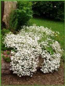 Slajer - Gypsophila elegans (seme)