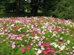 Cosmos bipinnatus (seme) - Kosmeja