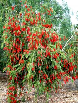 Callistemon - Kalistemon crveni (seme)