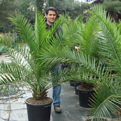 Phoenix canariensis - Kanarska palma (seme)