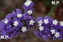 Limonium sinuatum - mix