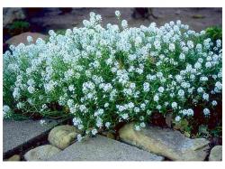 Alisum (seme) Alyssum maritimus Snezna staza