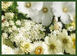 Letnje cvece mix - belo (seme)