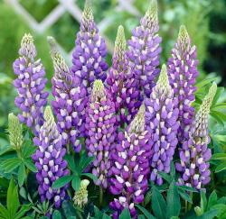 Lupinus angustifolius (seme) Plava lupina