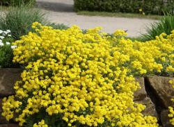 Alisum (seme) Alyssum montanum