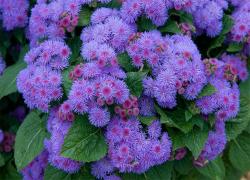 Goruca ljubav (seme) Ageratum