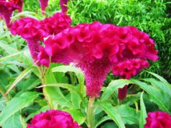 Celosia cristata