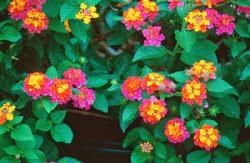 Lantana (seme)