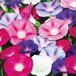 Ipomoea purpurea - Ladolez Mix (seme)