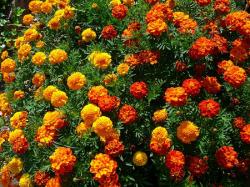 Tagetes - Kadifica (mix semena)