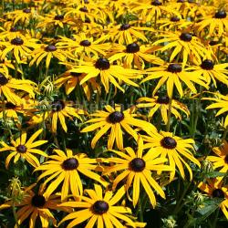 Rudbeckia zuta (seme)