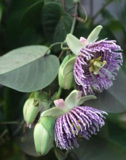 Passiflora ligularis (seme)