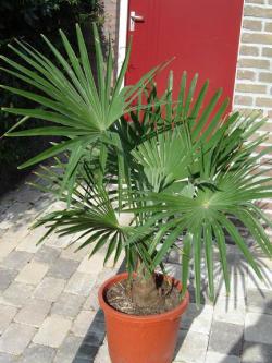 Trachycarpus fortunei (seme)