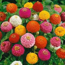 Zinnia elegans (seme)