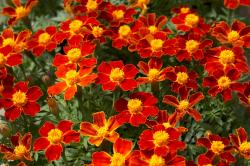 Tagetes Red (seme)