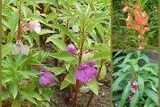 impatiens balzamina retka50sem