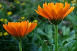 NEVEN (Calendula officinalis) - 50 semena